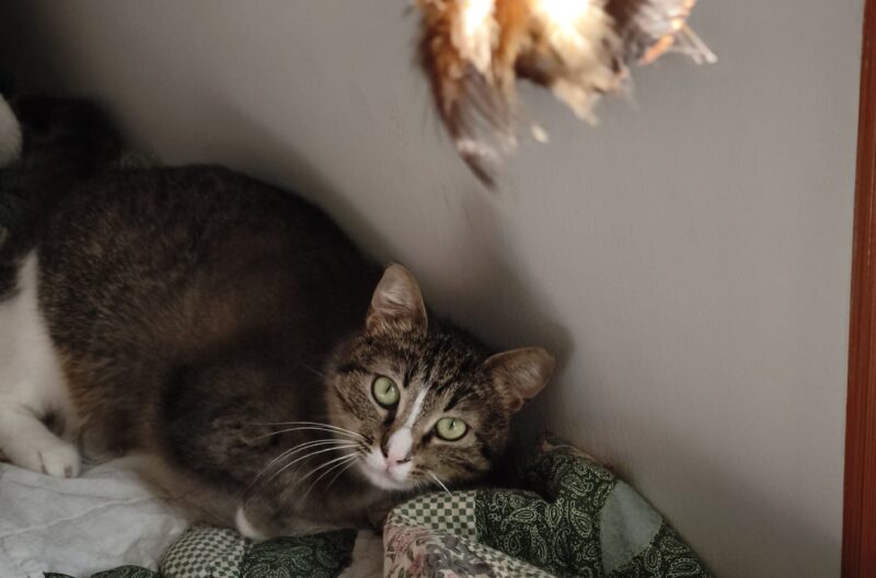 Cat Adoption Near Me Free Listings- Adopt Near Me!