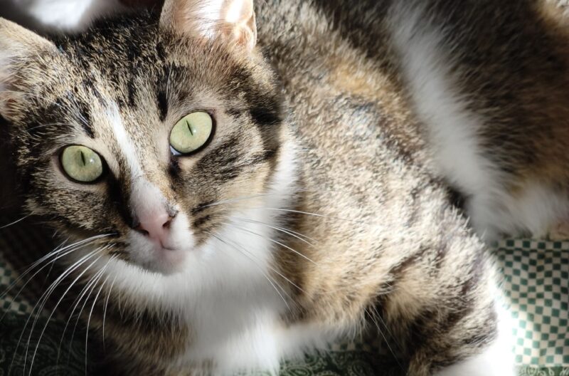 Cat Adoption Near Me Free Listings- Adopt Near Me!